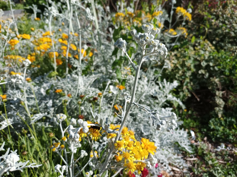 Xiaomi Poco M3 Pro 5G: Price, specs and best deals